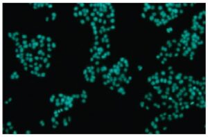 Dead Cell Staining -Cellstain- DAPI solution | CAS 28718-90-3(DAPI) Dojindo
